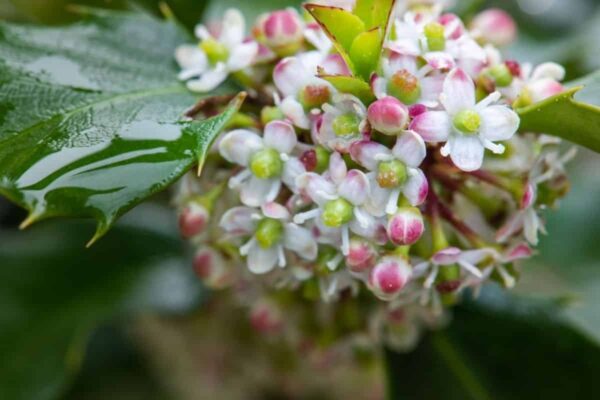 Interesting Holly Flower Meaning and Symbolism of Each Color - LearningVale