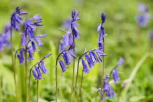 Bluebell Flower Meaning and Symbolism of Each Color and Uses - LearningVale