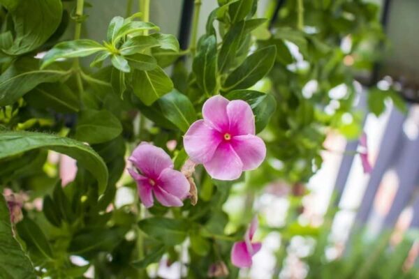 Periwinkle Flower Meaning, Symbolism and Use of Each Color - LearningVale