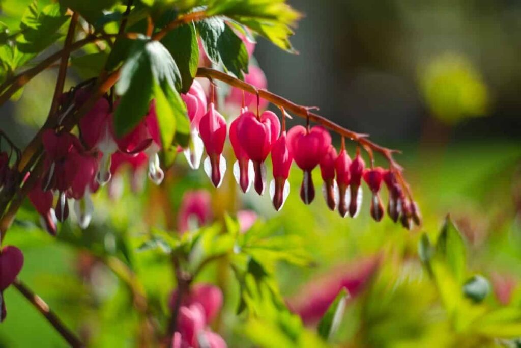 Bleeding Hearts: Grow and Care Tips You Must Know - LearningVale