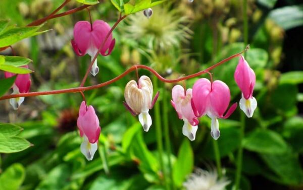 31 Best Types and Varieties of Bleeding Heart Flowers to Grow ...