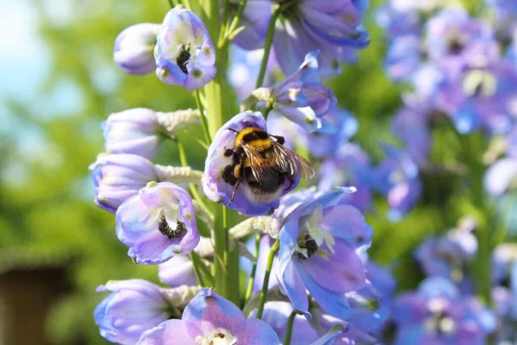 Fascinating Delphinium (Larkspur) Flower Meaning, Symbolism, and Uses ...