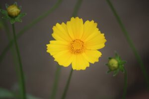 Cosmos Flower Meaning, Symbolism, and Uses You Should Know - LearningVale