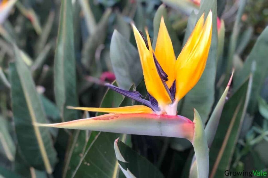 Birds of Paradise Flower Meaning, Symbolism, and Uses - LearningVale