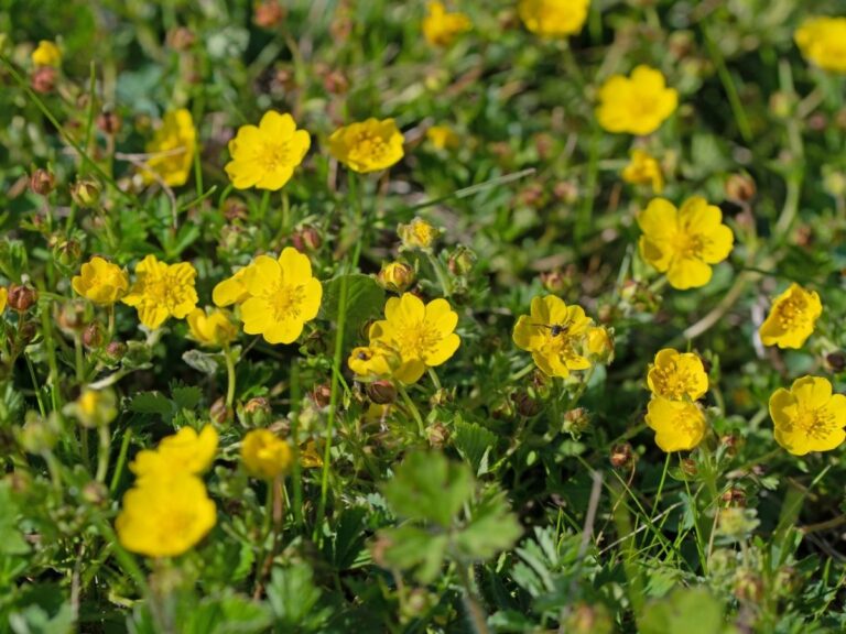 Buttercup Flower Meaning, Symbolism, and Uses - LearningVale