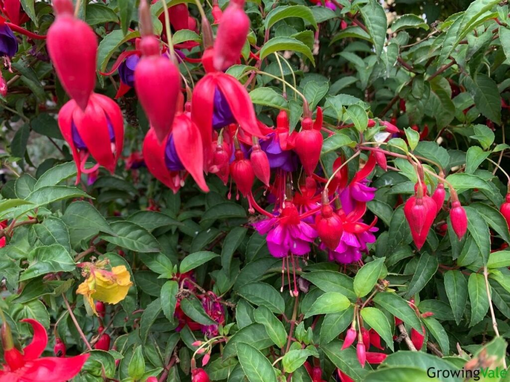Fuchsia Plant: Facts, How to Grow and Care Tips You Must Know ...