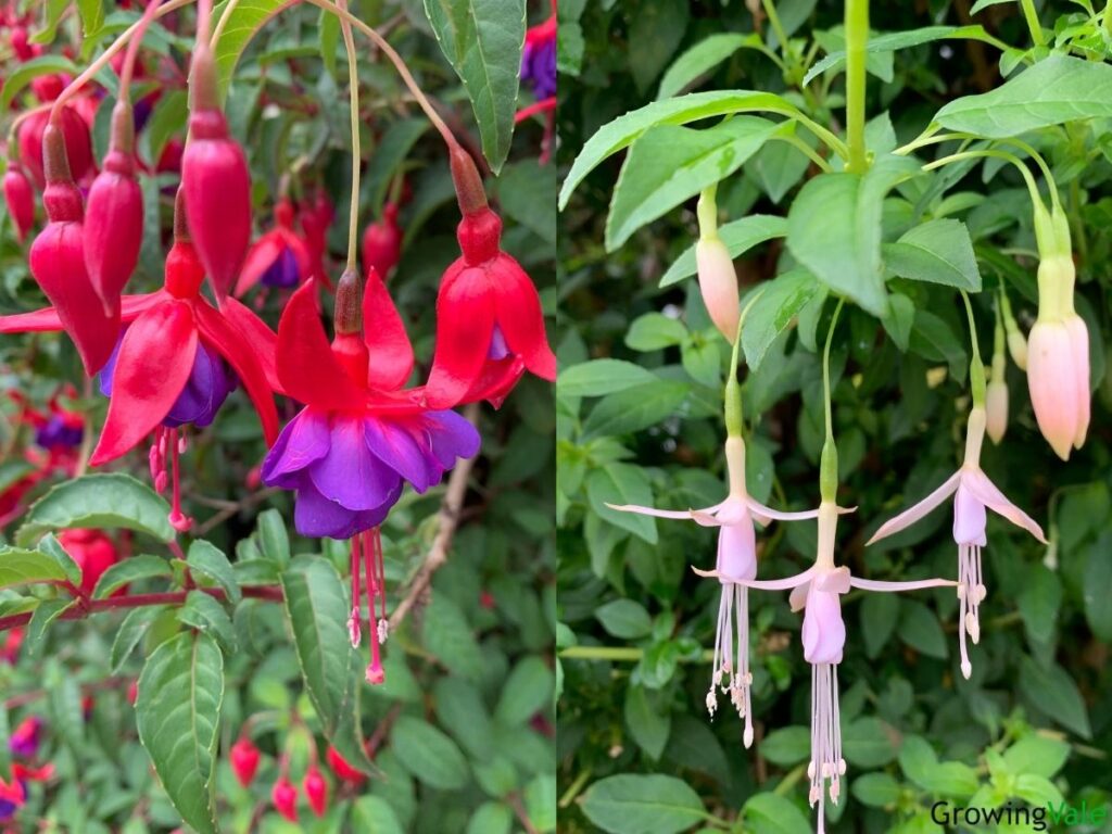 22 Best Fuchsia Types and Varieties To Grow in Your Garden - LearningVale