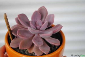 Graptoveria Succulent Grow and Care - A Complete Guide - LearningVale