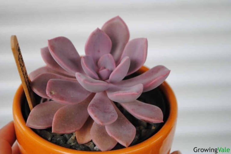 Graptoveria Succulent Grow and Care - A Complete Guide - LearningVale