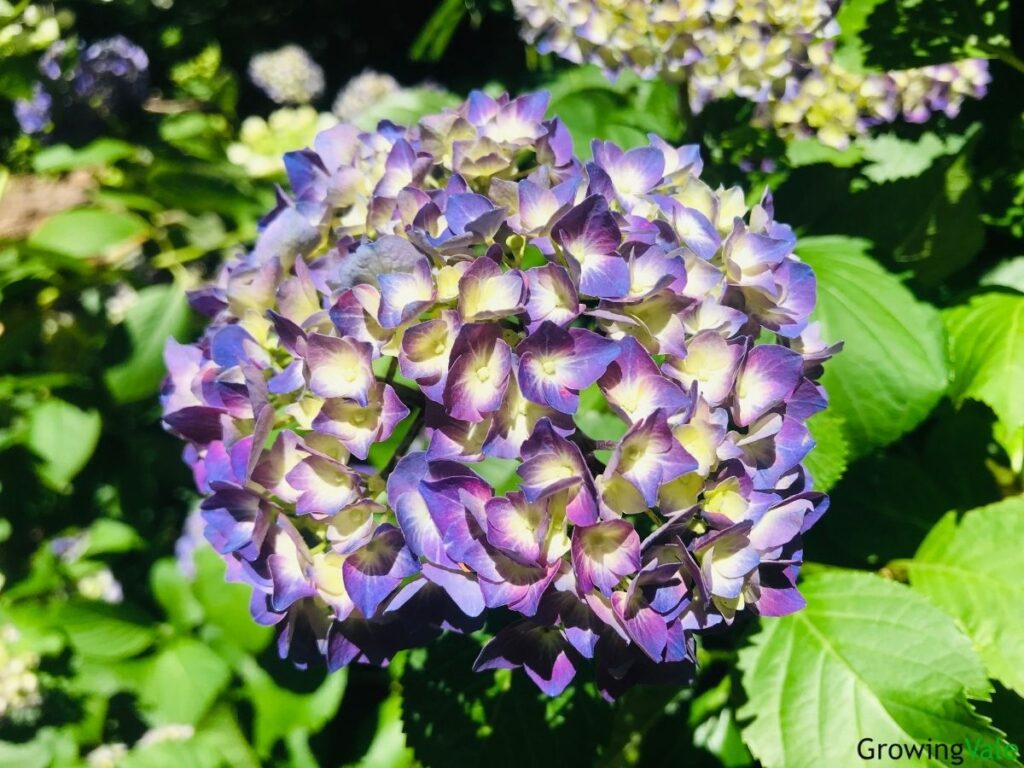 Hydrangea Flower Meaning, Symbolism, and Uses You Should Know ...