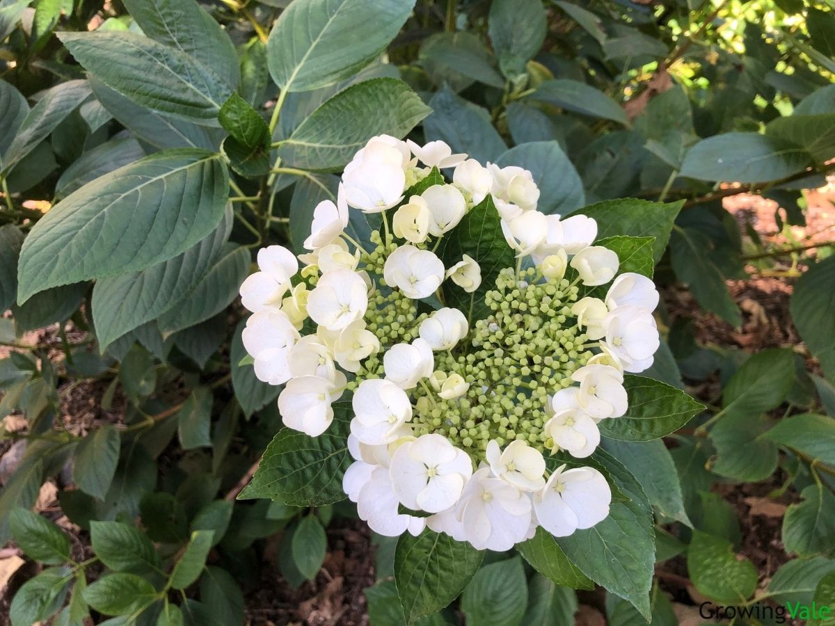 4 Real Reasons Why Hydrangeas Not Blooming and What to Do - LearningVale