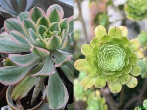 20 Best Aeonium Varieties and Types for Your Collection - LearningVale