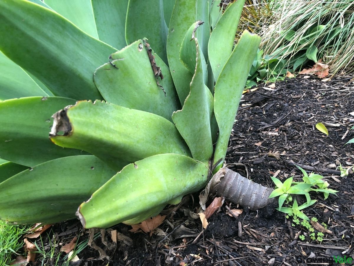 Growing Foxtail Agave: How to Care for Agave Attenuata - LearningVale