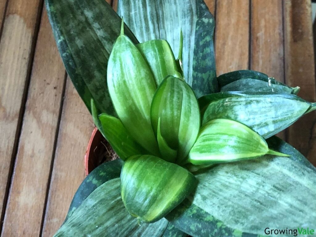 Sansevieria ‘Hahnii’ (Bird's Nest Snake Plant): Grow and Care Tips ...