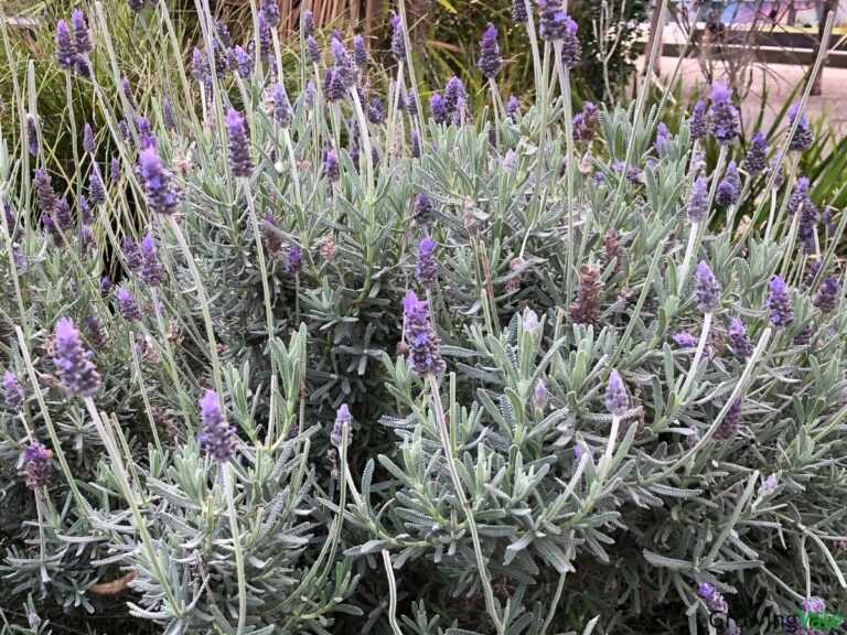 Lavender Flower Meaning, Symbolism, and Uses You Should Know - LearningVale