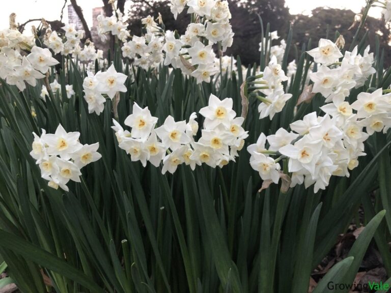 Narcissus Flower Meaning, Symbolism, and Uses You Should Know ...
