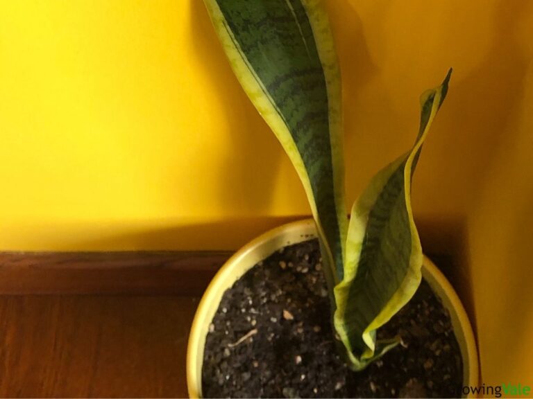 Snake Plant Root Rot, Fungus Diseases, Problems and Treatment ...