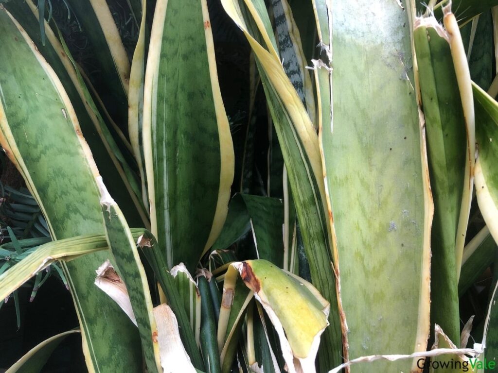 Solution to Snake Plant Leaves Curling, Falling, Folding & Turning ...