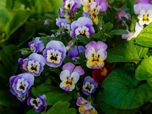 Violet Flower Meaning, Symbolism, and Uses You Should Know - LearningVale