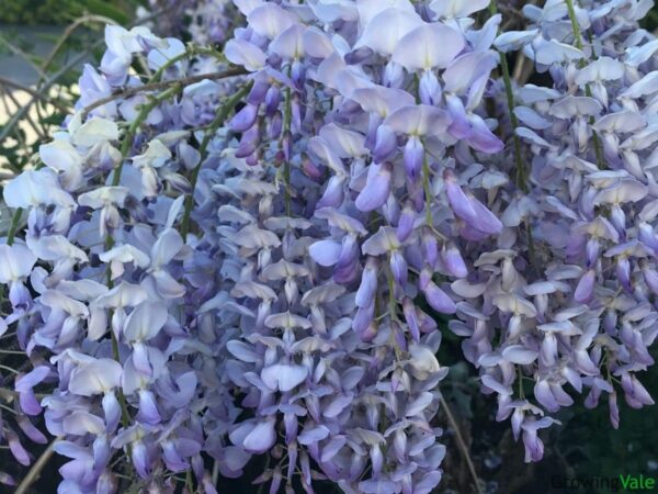 Wisteria Flower Meaning, Symbolism, and Uses - LearningVale