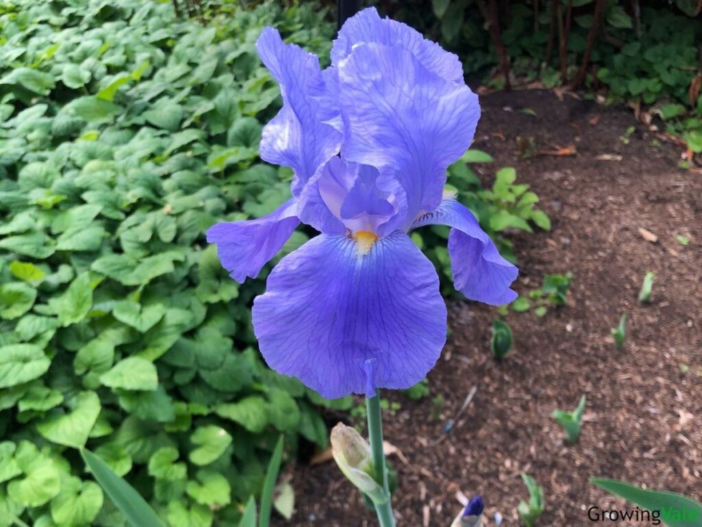 Iris Flower Meaning, Symbolism of Each Color and Uses - LearningVale