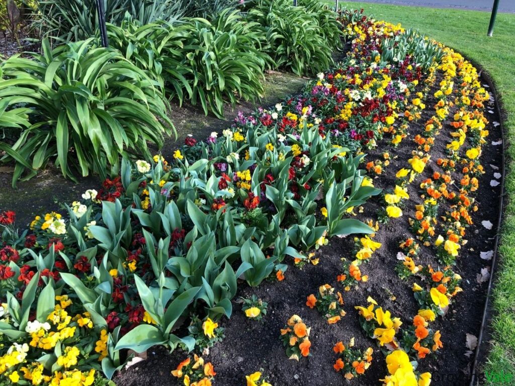 19 Flower Names That Begin With Letter D - LearningVale