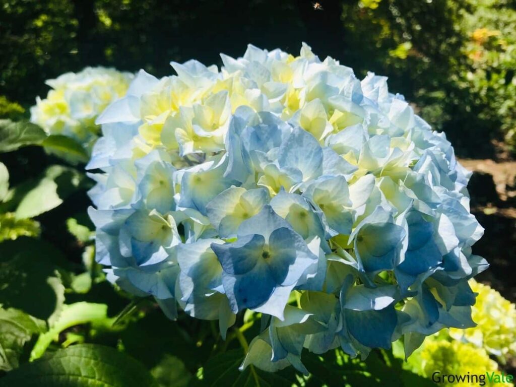 Hydrangea Diseases and Fungus Problems: How to Treat Successfully ...