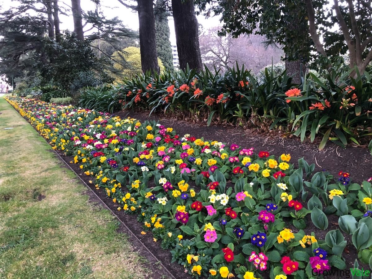 A List of 192 Different Flower Types and Names You'll Love to Know ...