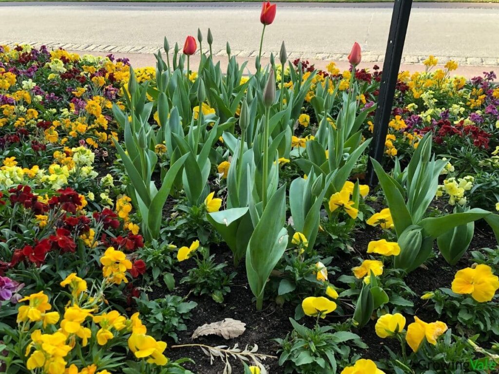 17 Flower Names That Start With Letter M - LearningVale