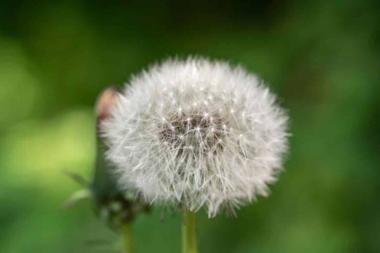 Fascinating Dandelion Flower Meaning, Symbolism, and Uses Fascinating ...