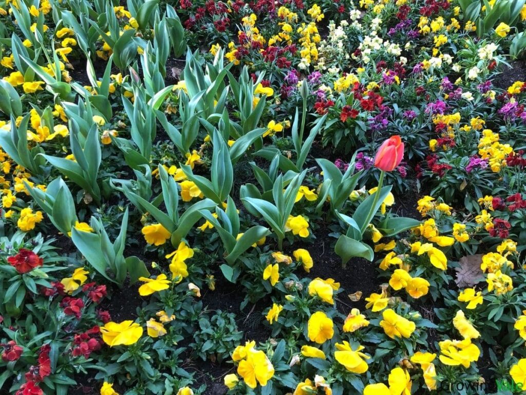 14 Flower Names that Start With Letter N - LearningVale