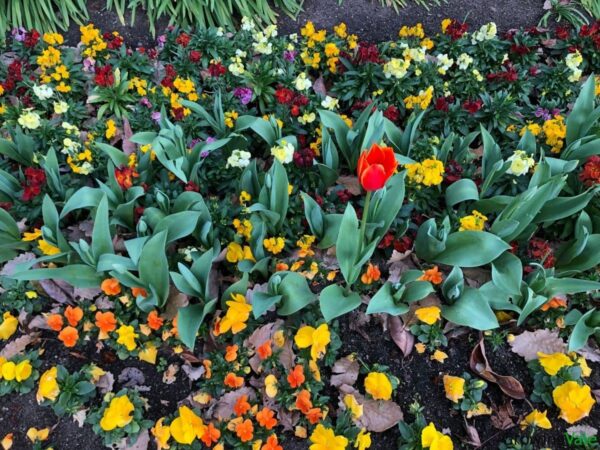 11 Flower Names That Start With Letter Q You Might Not Know - LearningVale