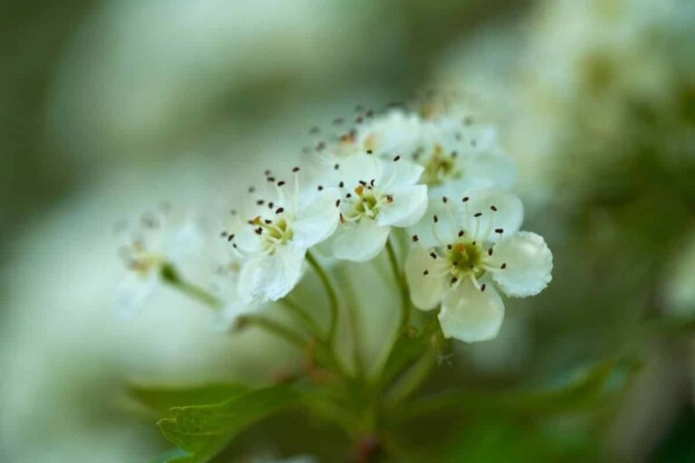 Hawthorn Flower Meaning, Symbolism, and Uses You Should Know - LearningVale