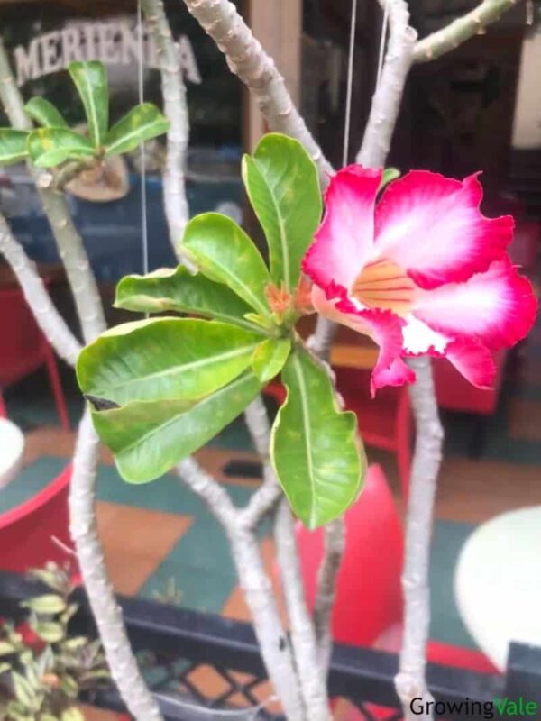 29 Best Desert Rose Varieties and Types You Can Grow - LearningVale