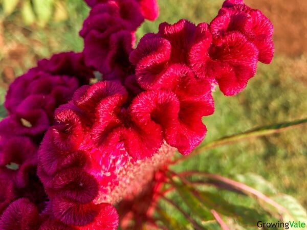 Top 29 Types of Celosia Flower (Cockscomb) To Grow - LearningVale