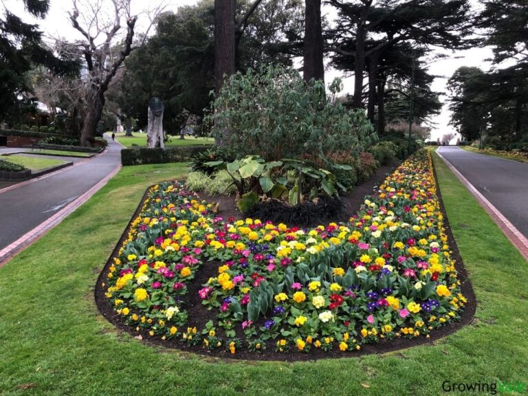 Language of Flowers: Plant Symbolism and Meaning - LearningVale