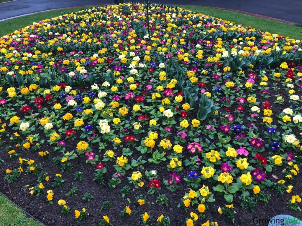 Language of Flowers: Plant Symbolism and Meaning - LearningVale