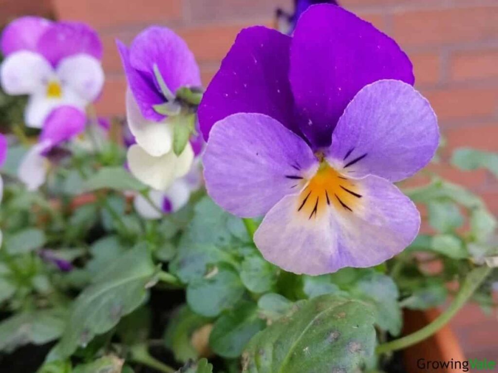 How to Grow and Care for Violas (Viola spp.)