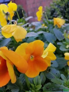25 Most Beautiful Types of Pansies To Grow in Your Garden - LearningVale