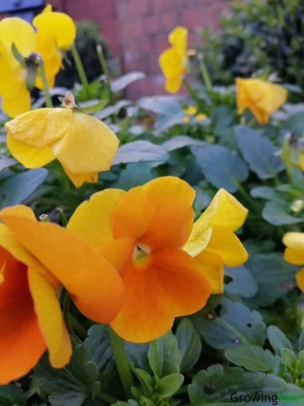 How to Grow and Care for Pansies (Viola x wittrockiana) - LearningVale