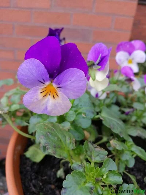 How to Grow and Care for Violas (Viola spp.)