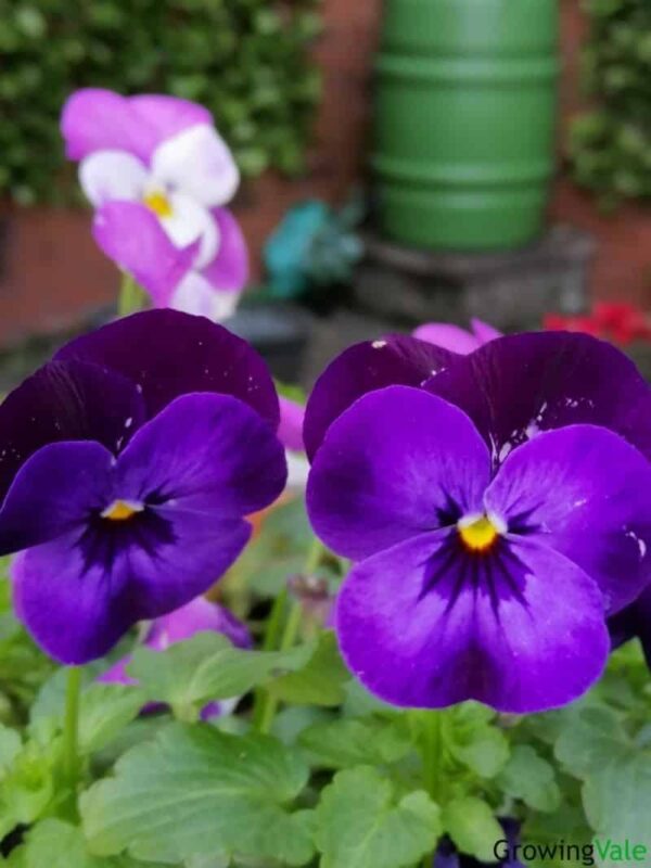 How to Grow and Care for Violas (Viola spp.)