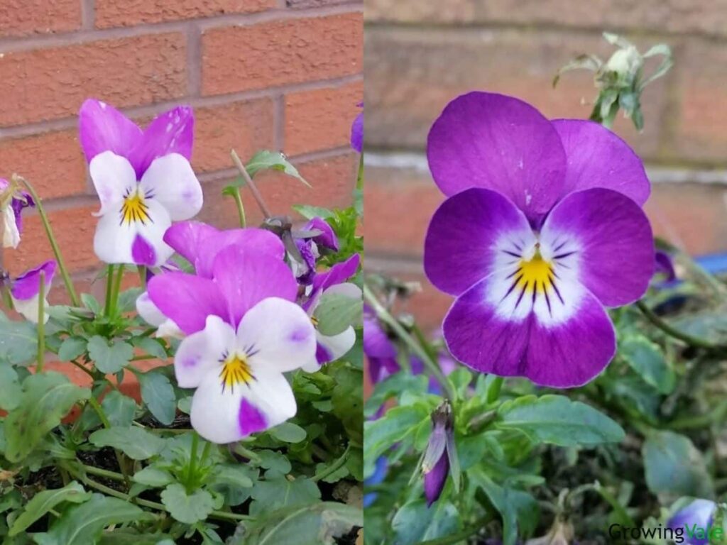 Top 24 Viola Types: Violet Varieties Every Gardener Needs To Know ...