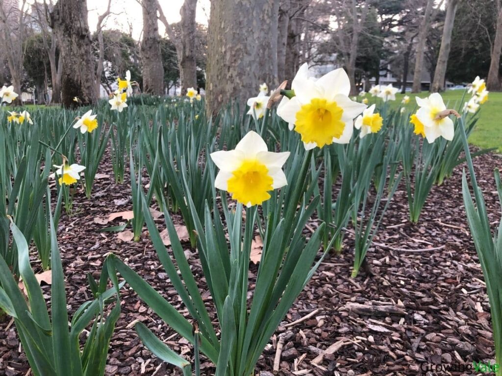32 Most Beautiful Daffodil Types and Varieties To Grow In Your Garden ...
