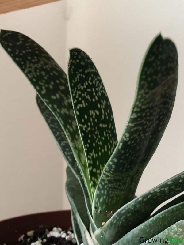 How to Grow and Care for Gasteria Succulents - Beginner's Guide ...