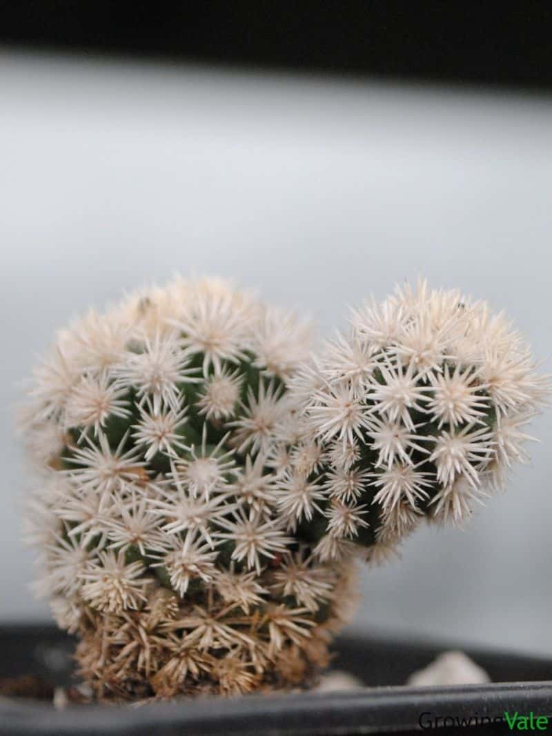 21 Types of Small Cactus Plants You Can Grow Indoors - LearningVale