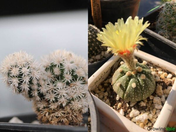 21 Types of Small Cactus Plants You Can Grow Indoors - LearningVale