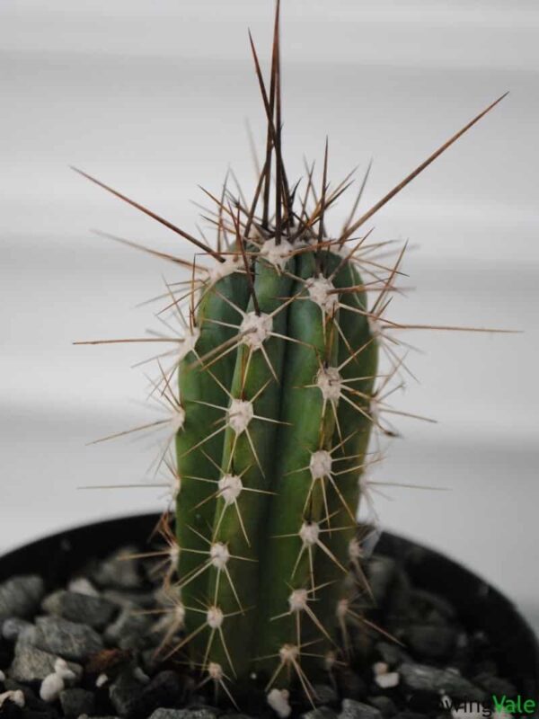20 Types of Tall Cactus Plants Types and Species - LearningVale