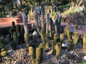 20 Types of Tall Cactus Plants Types and Species - LearningVale