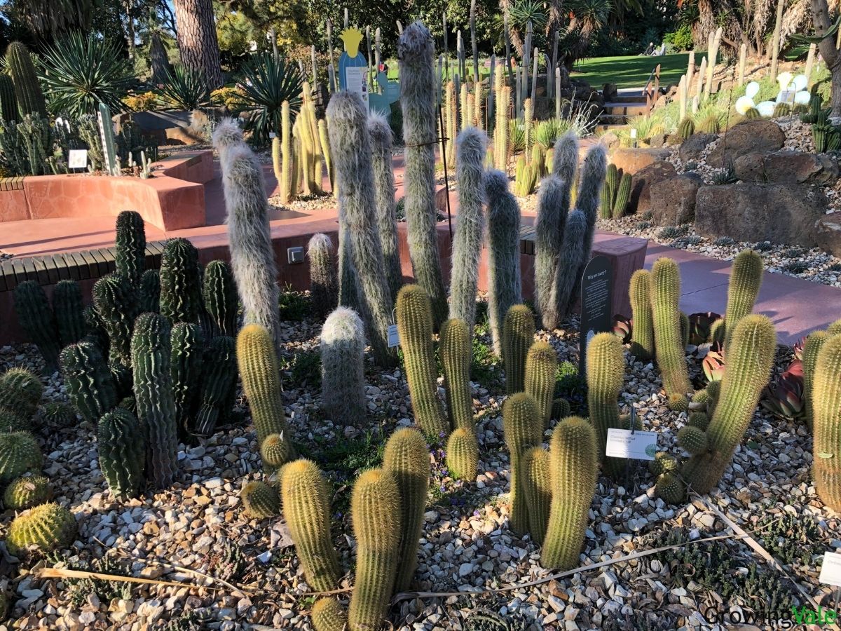 20 Types of Tall Cactus Plants Types and Species - LearningVale